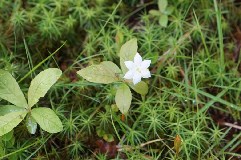 Touchstone Maze: A family walk at Strathpeffer – Water and Wild