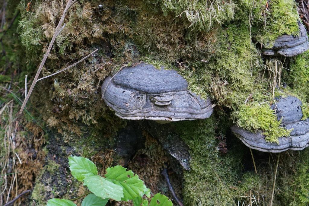 Touchstone Maze: A family walk at Strathpeffer – Water and Wild