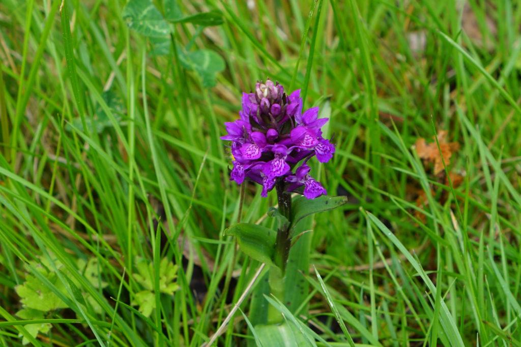 Touchstone Maze: A family walk at Strathpeffer – Water and Wild