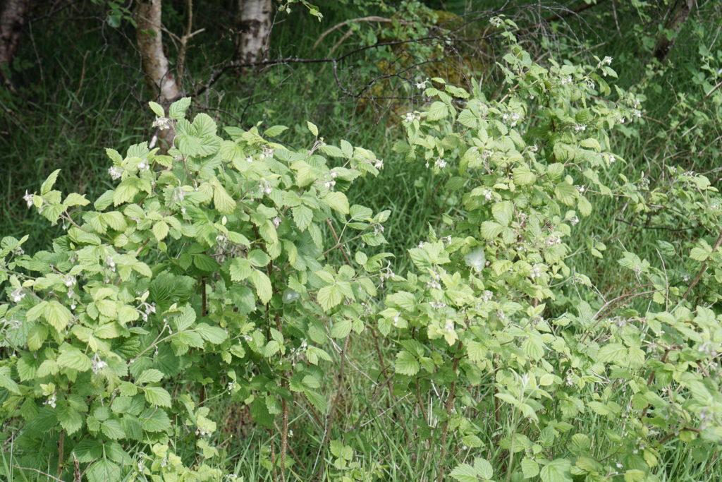 Touchstone Maze: A family walk at Strathpeffer – Water and Wild