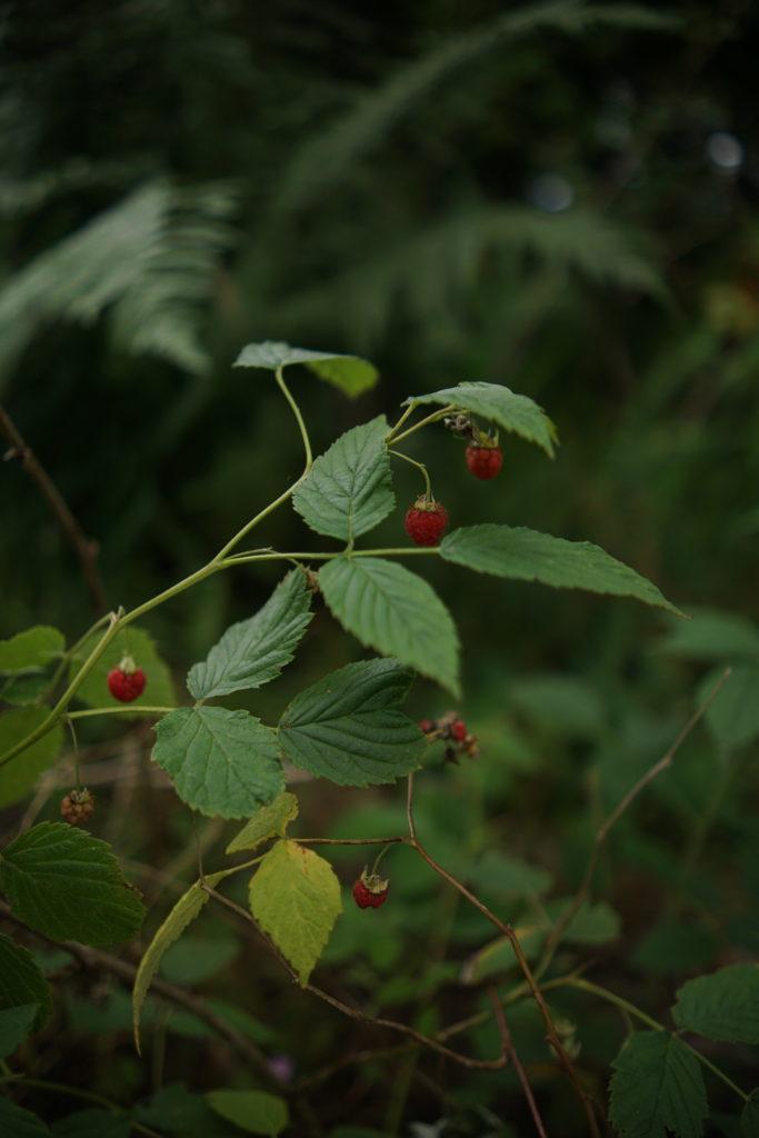 Craig Phadrig – A walk through history in Inverness – Water and Wild
