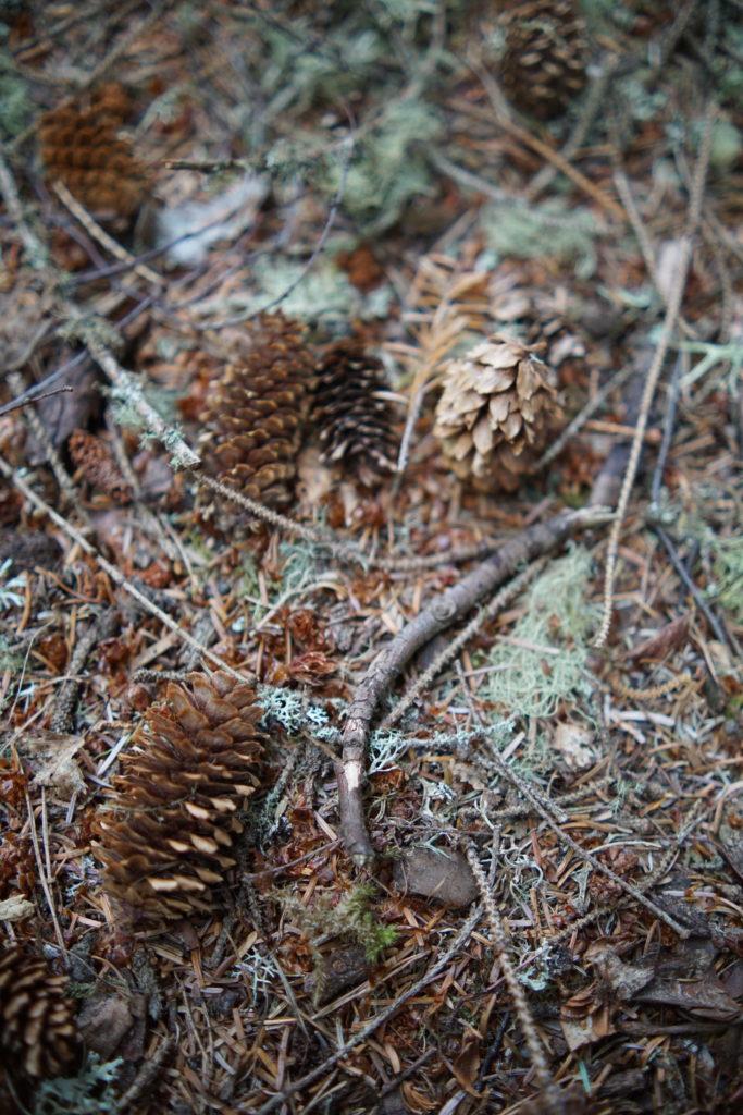Craig Phadrig – A walk through history in Inverness – Water and Wild