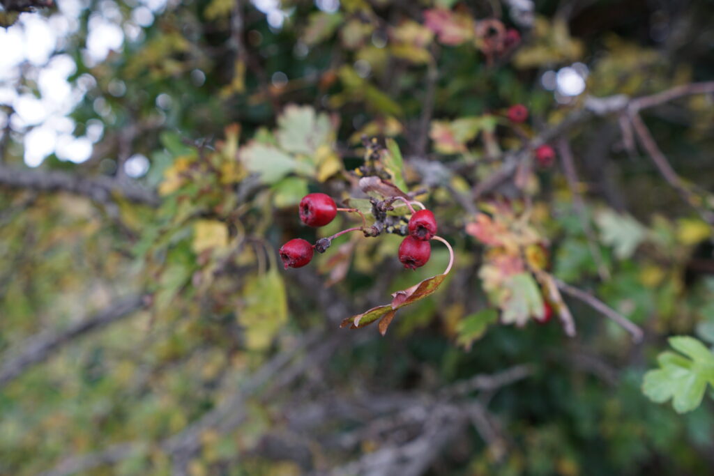 Walk Inverness: Merkinch Nature Reserve and the Caledonian Canal ...