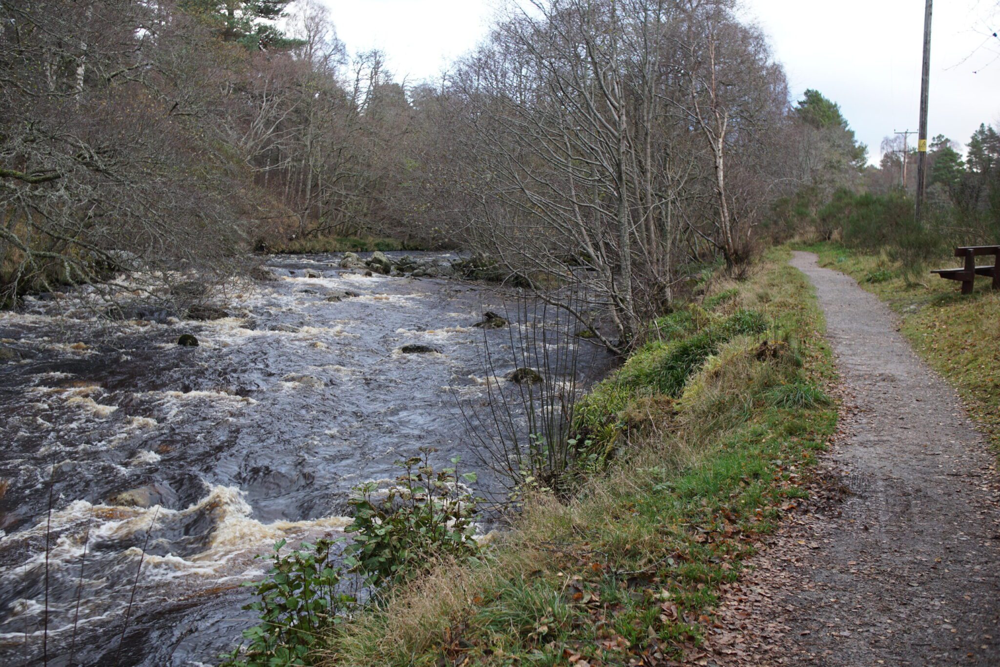 Exploring Dell Woods: A walk at Nethy Bridge – Water and Wild